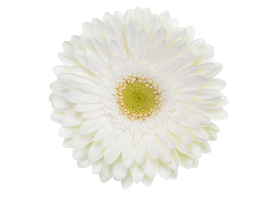 Gerja Helden | Gerja Helden