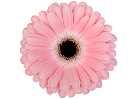 Dulcie - Gerja Helden